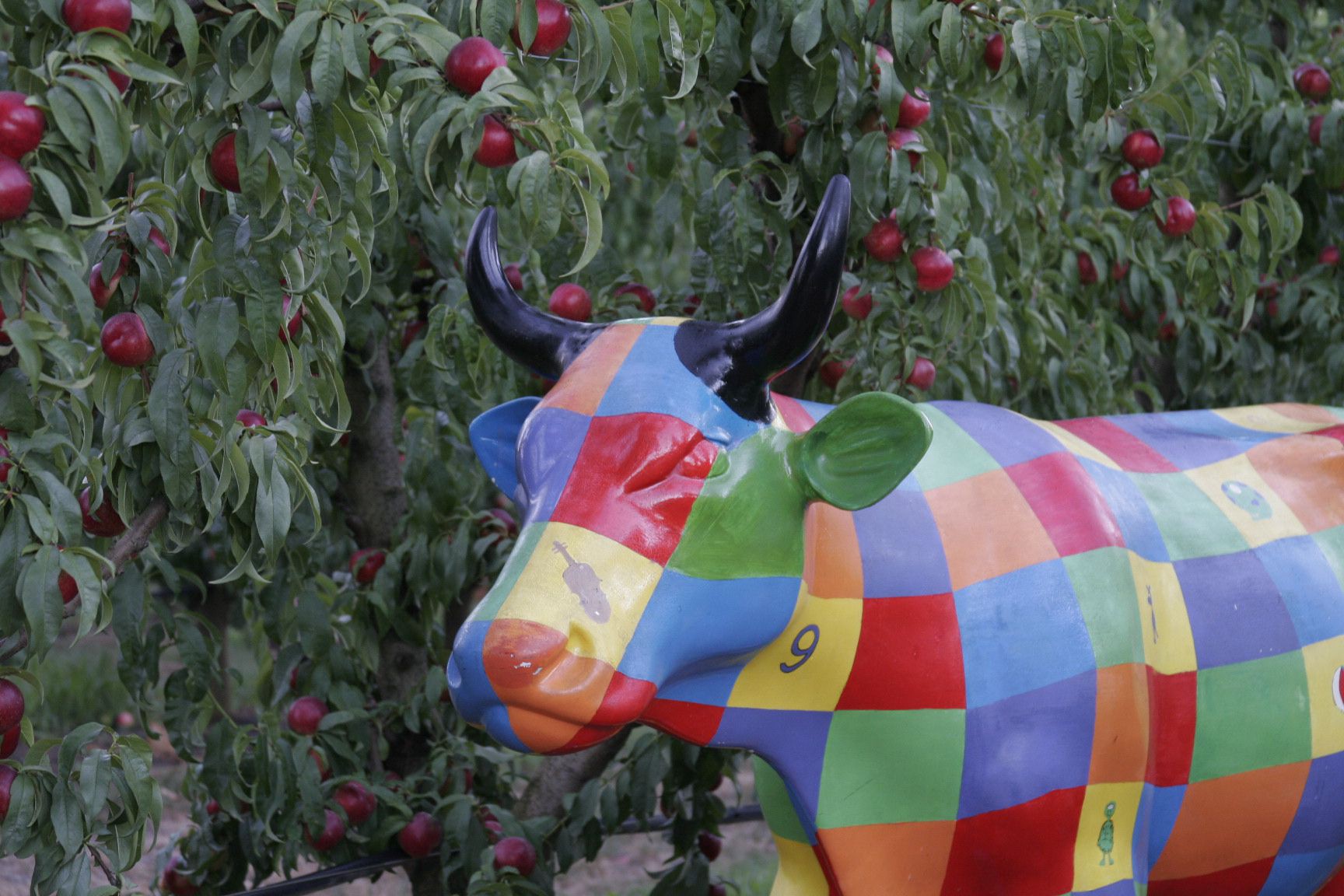 Things to See & Do - Acacia Gardens Caravan Park